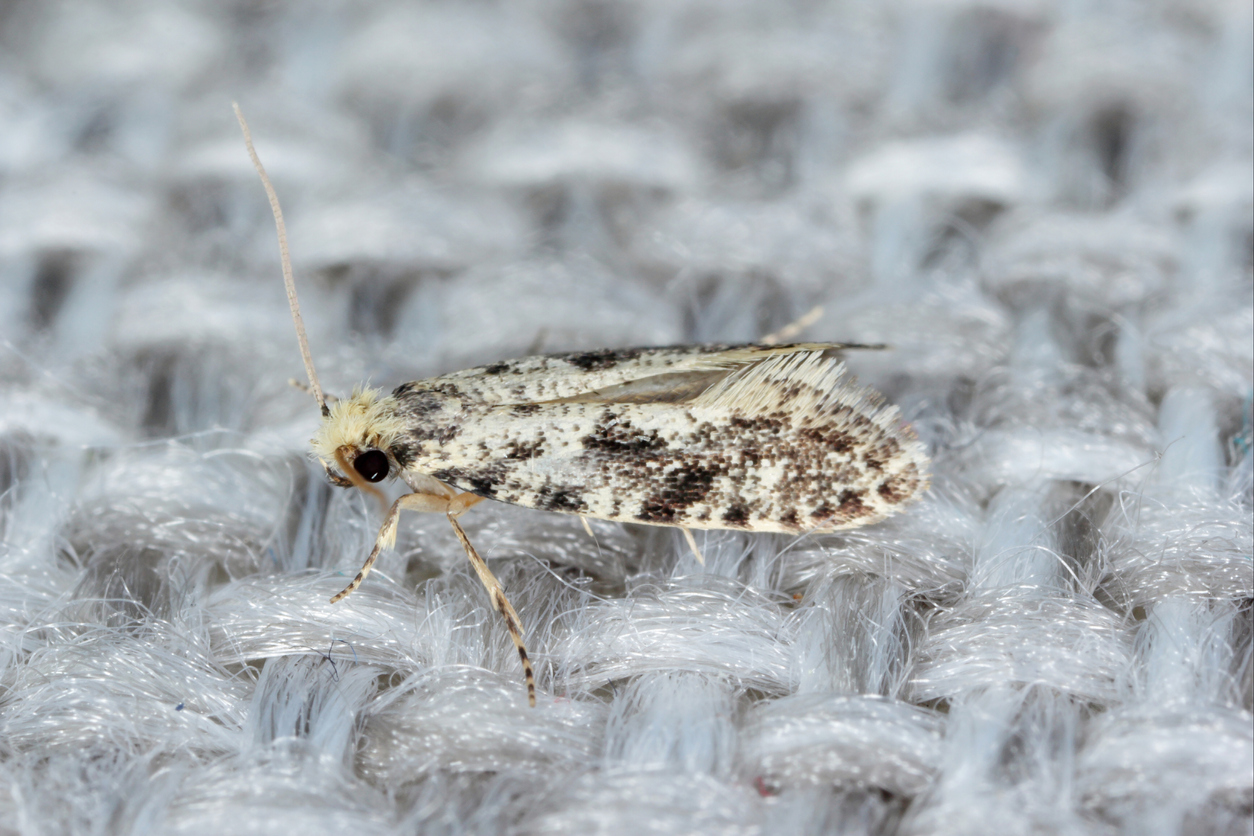 Do Moths Eat Clothes? - EcoPest Group - Clothes Moth Treatments 139 007