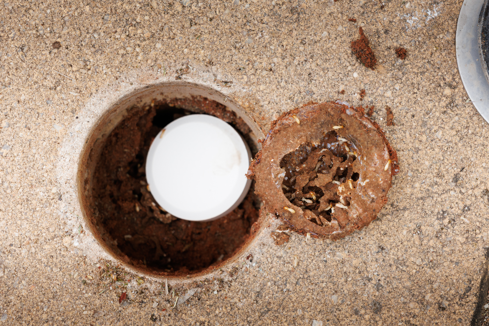 Adelaide's Eco Friendly Termite Control Experts